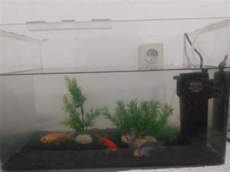 can you guys rate my aquarium and give some hints tanks for who helps sorry for my bad inglish