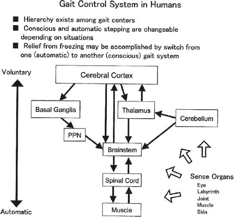 Gait Control System In Humans Download Scientific Diagram