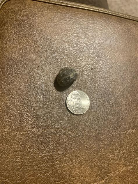My Lil Perfect Bivalve R FossilPorn