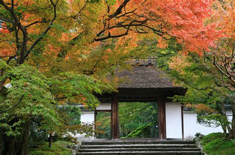 교토의 숨겨진 단풍의 명소 안락쿠지安楽寺