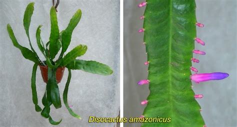 Disocactus Amazonicus Cactus Planta Suculentas Colgantes Plantas