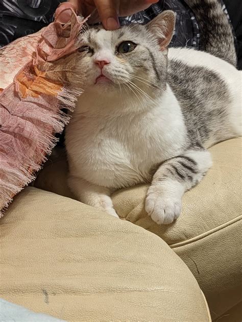 福猫 Yhfk421679 Twitter