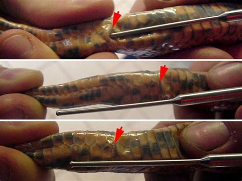 How To Tell Your Ball Python Gender SnakeTracks Com