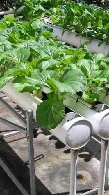 Basic Hydroponic Systems And How They Work