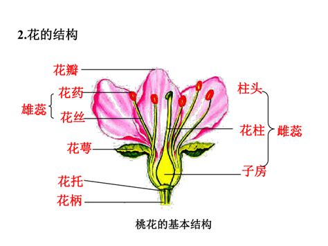 初中生物人教版七年级上册3 2 3开花和结果课件 共28张ppt 21世纪教育网 二一教育