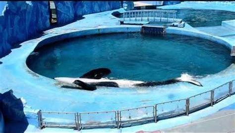 What The Death Of Seaworld Whale Tilikum Reminds Us