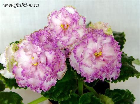 Фея Дадоян Цветы огромные махровые нежно розового цвета с гофрированной малиновой каймой