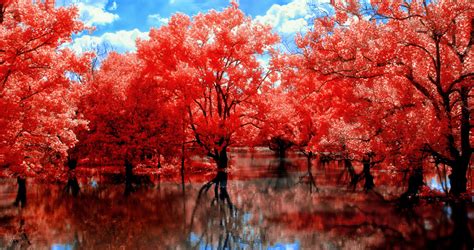 لیلا مظلومی