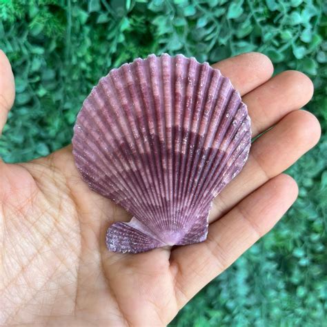 Shell Concha Do Mar Cor Natural 06 Elo7 Produtos Especiais