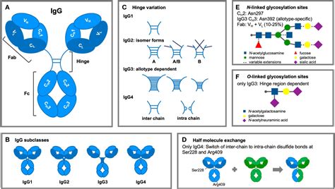 Frontiers Impact Of Structural Modifications Of Igg Antibodies On