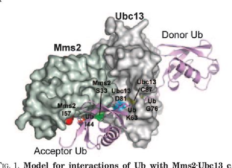 Figure 1 From Ubiquitin Binding Site Of The Ubiquitin E2 Variant Uev