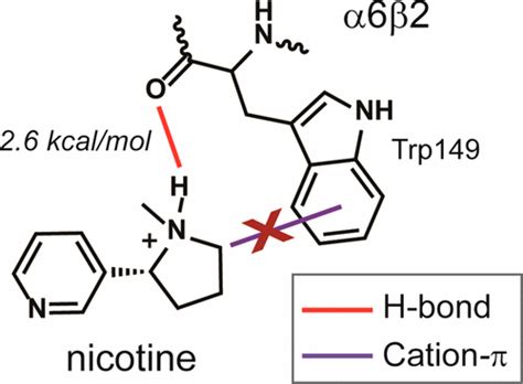 探测和量化α6β2烟碱乙酰胆碱受体激动剂氢键 Biochemistry X Mol
