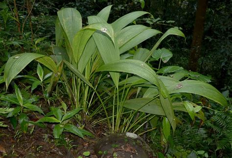 Molineria Capitulata Weevil Lily C4 Community For Coastal And