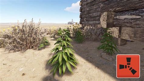 Rust How To Get Cloth Best Ways Explained Gamer Empire