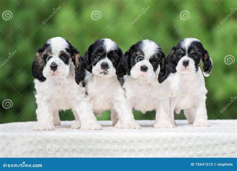 Cuatro Perritos De Cocker Spaniel Del Americano Al Aire Libre Imagen De
