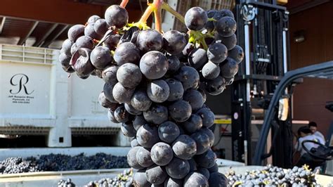 2025 Harvest Release Letter Jeff Runquist Wines