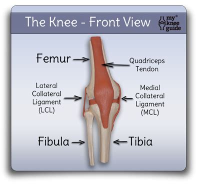 Anatomy The Function Of The Knee Is Dependent On Many Structures