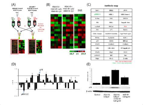 Differential Expression Profiling Of Cell Cycle Proteins In H1975 Cells