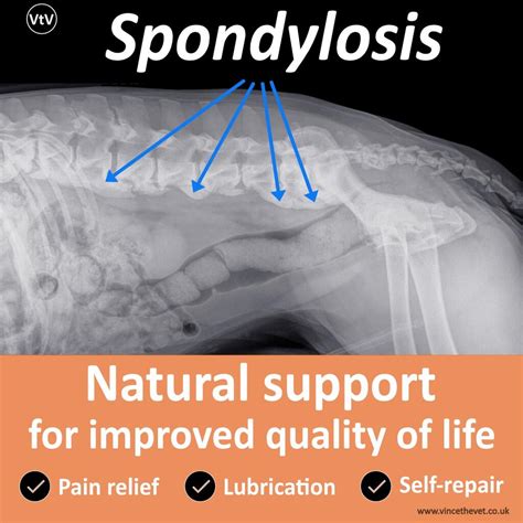 Spinal Bridging In Dogs