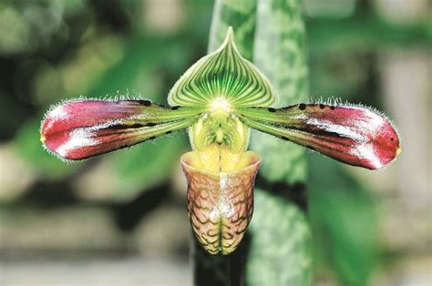 How The Assamese Are Saving Orchids Through Social Media And Cultivation Destination Of The