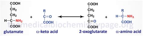 Nitrogen Metabolism And The Urea Cycle The Medical Biochemistry Page