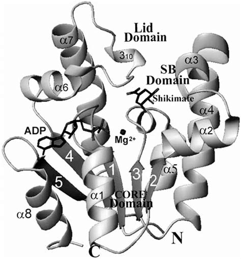 Overall Structure Of Shikimate Kinase From M Tuberculosis 61 Mtsk Download Scientific