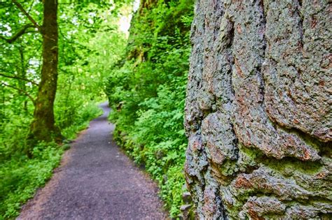 Premium Photo Serene Forest Pathway With Textured Tree Bark Eyelevel Perspective