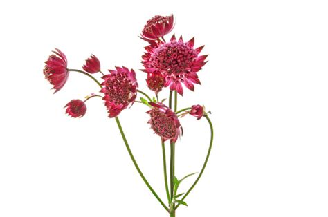 Bunga Astrantia Merah Muda Yang Indah Closeup Pada Latar Belakang Terisolasi Putih Foto Stok