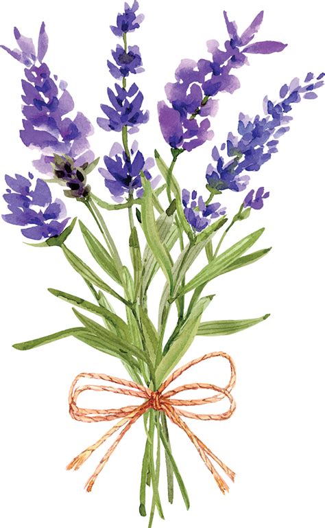 Bouquet Of Lavender Flowers Watercolor Illustration 6305243 Vector