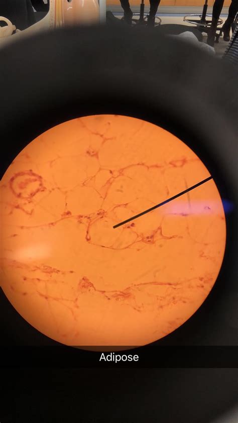 Tissues Diagram Quizlet