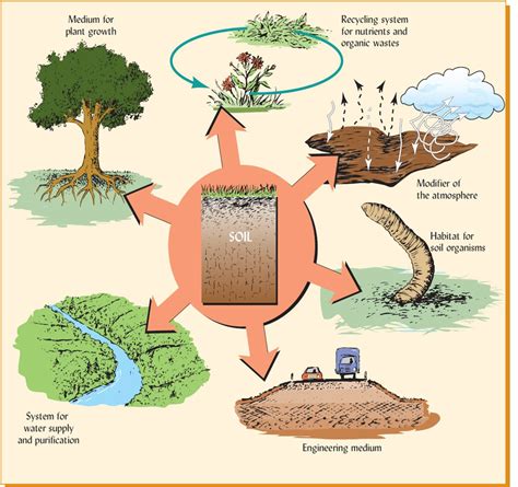 Structure And Function Of Ecosystem Diagram Ecosystems Conc