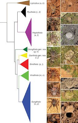 Species New To Science Arachnida • 2015 Ganthela Gen N