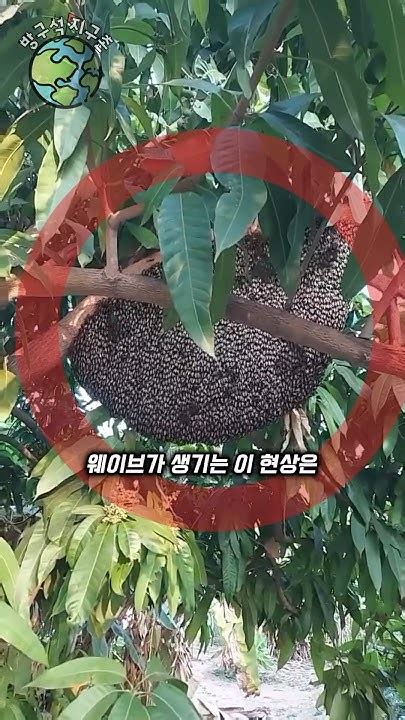 꿀벌이 벌집을 지키는 방법 Youtube