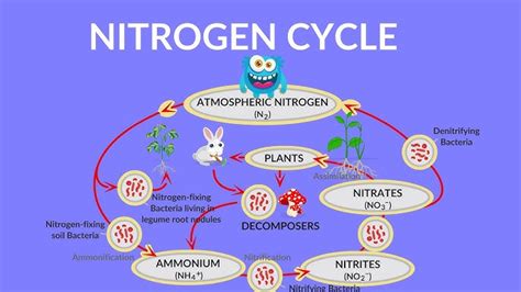 Simple Nitrogen Cycle Easy Nitrogen Cycle Diagram Bing Images