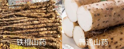 铁棍山药和普通山药的区别 花百科