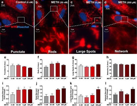 Astrocyte Mitochondria Become Enlarged With Prolonged Exposure To Meth Download Scientific