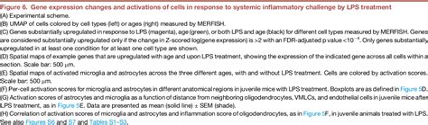 Figure 6 From Molecular And Spatial Signatures Of Mouse Brain Aging At Single Cell Resolution
