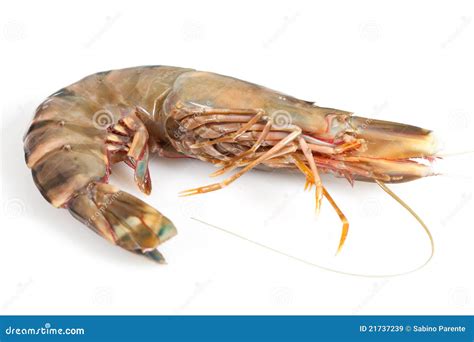Gambas Stock Image Image Of Asian Seafood Scampi Gambas