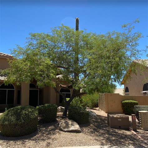 Tree Trimming Pruning Phoenix AZ Tree Workers Of Phoenix