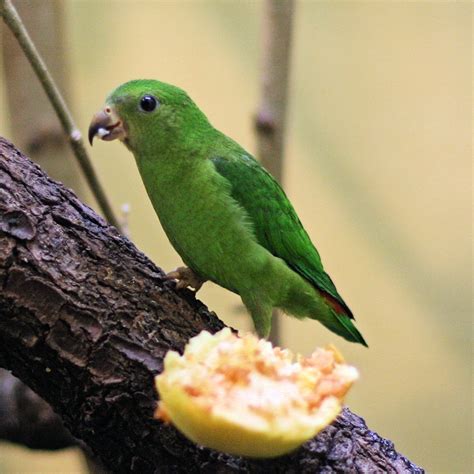 Blue Crowned Hanging Parrot Loriculus Galgulus Avian Discovery