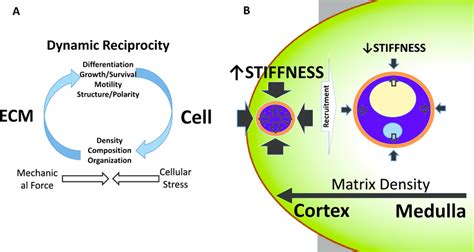 A Schematic Diagram Of The Bidirectional Interaction Between The Cell Download Scientific
