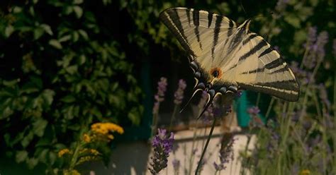 Flutterby Album On Imgur