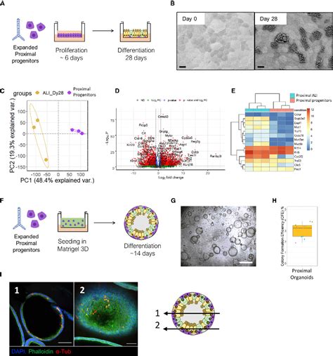 Figure 2 From Simultaneous Isolation Of Proximal And Distal Lung Progenitor Cells From