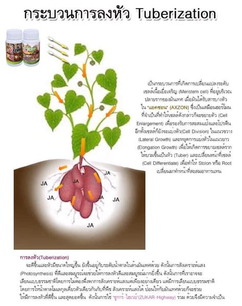 นอกเหนือจากมันสำปะหลังแล้ว แอคซอน Axzon สารสั่งลงหัว ในกระบวนการ Tuberization ลงหัว ยัง