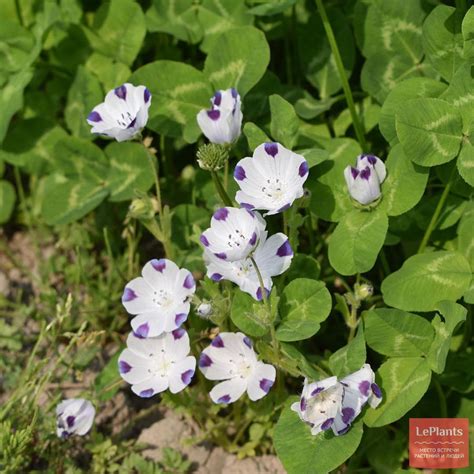 Немофила пятнистая (Nemophila maculata) — описание, выращивание, фото ...