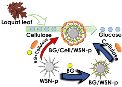 Cellulase Immobilization On Nanostructured Supports For Biomass Waste