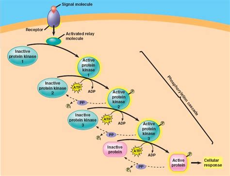 Phosphorylation Cascade Html 11 08phosphorylatcascade 