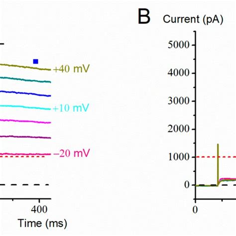 Representative Whole Cell Currents Recorded From A Type Ii Hair Cell