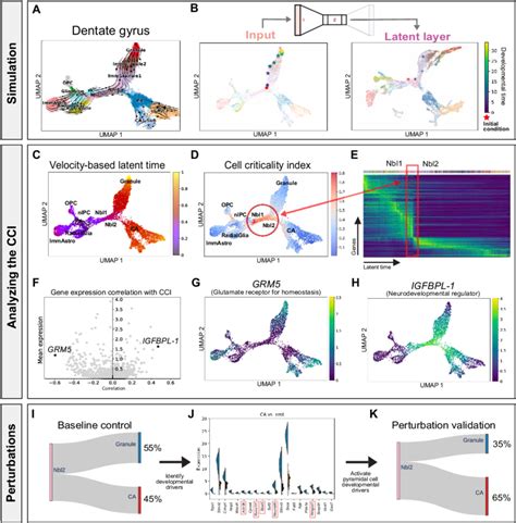 Developing Mouse Dentate Gyrus As A Dynamical System A Dentate Gyrus
