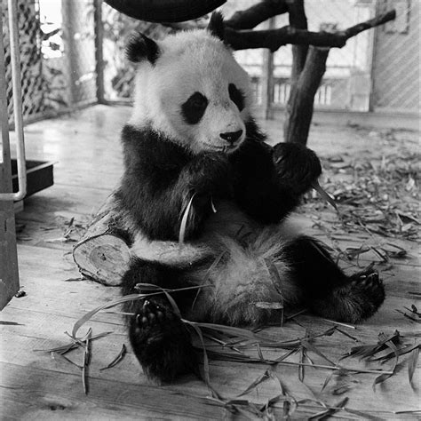 Giant Panda Chi Chi By Michael Rougier